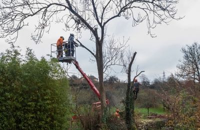 Top 5 Dangerous Tree Signs To Avoid This Winter | Kneebone Trees | Tree ...