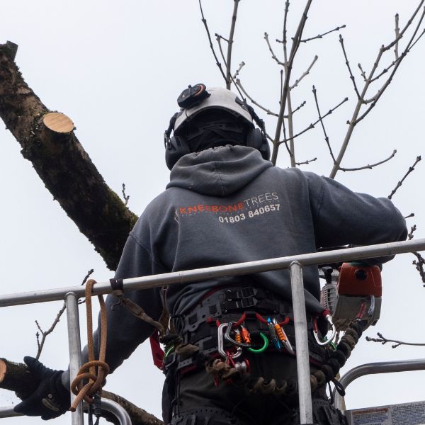 About Kneebone Trees | Experienced Tree Surgeon in Devon | ARB Approved ...