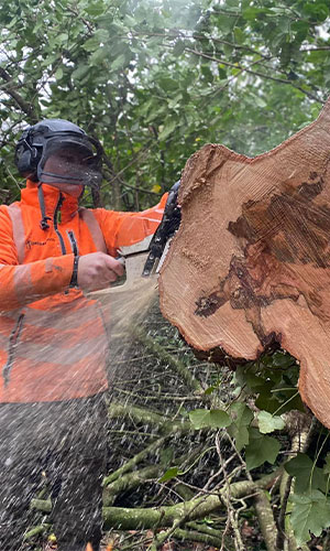 Tree Surgery Devon | ARB Approved Tree Surgeons