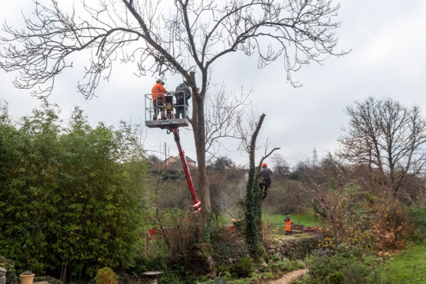Ash Dieback | Tree Removal | Kneebone Trees